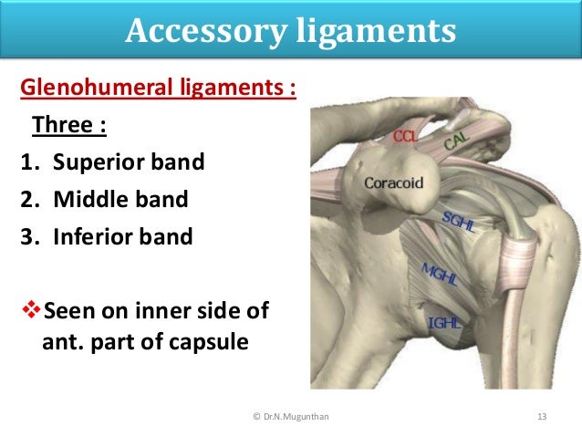 Shoulder Joint -pdf lecture notes Dr.N.Mugunthan.M.S