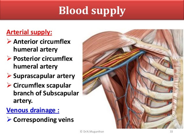 Shoulder Joint -pdf lecture notes Dr.N.Mugunthan.M.S