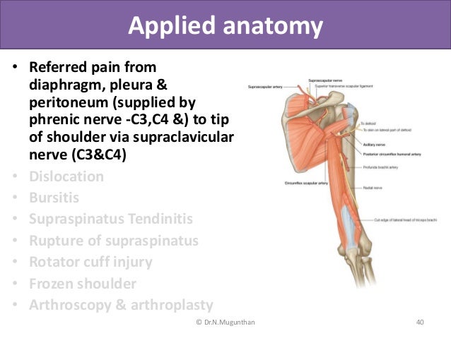 Applied Anatomy Of Mandibular Nerve