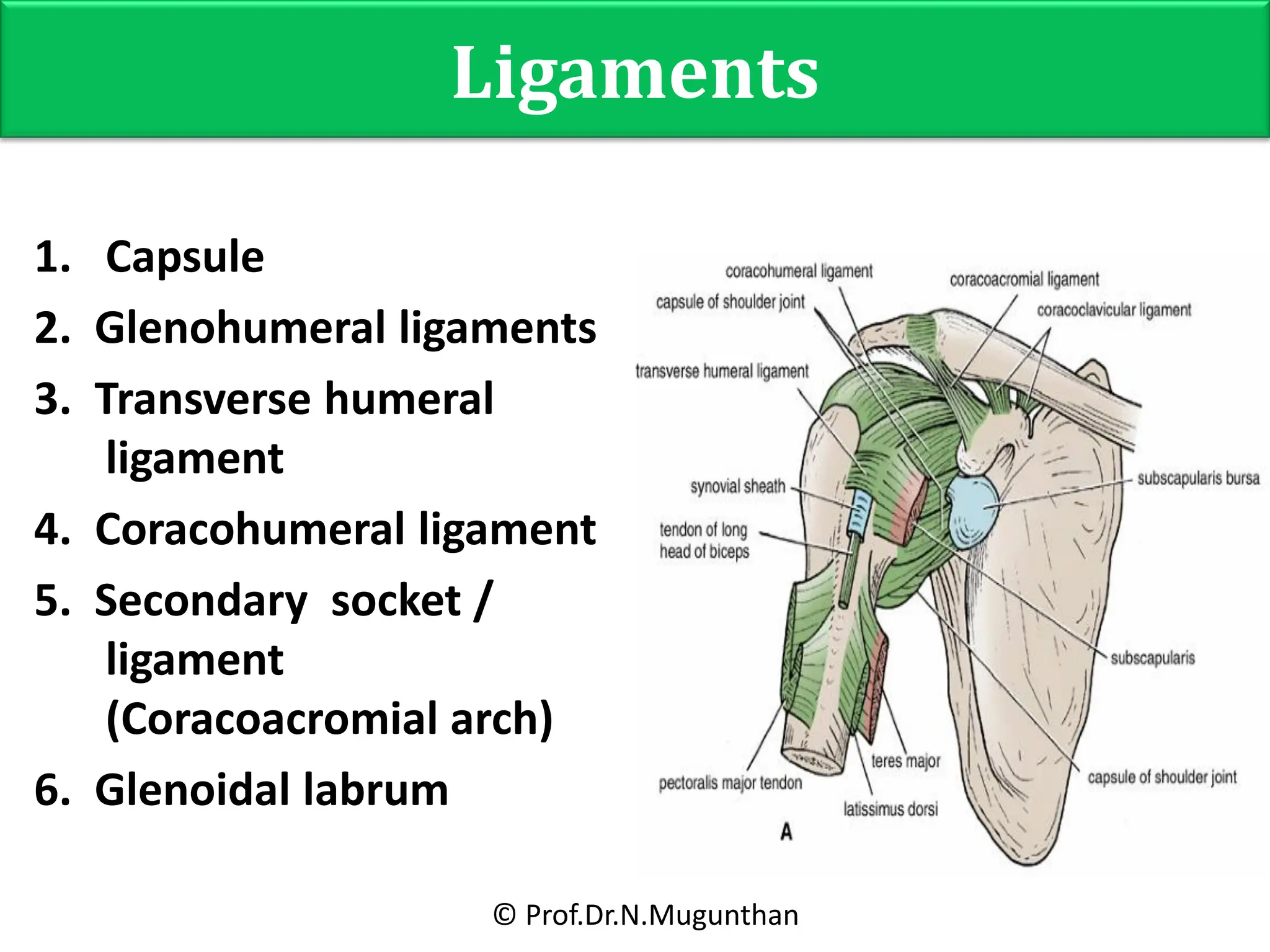 SHOULDER JOINT - Prof.Dr.N.Mugunthan.pdf
