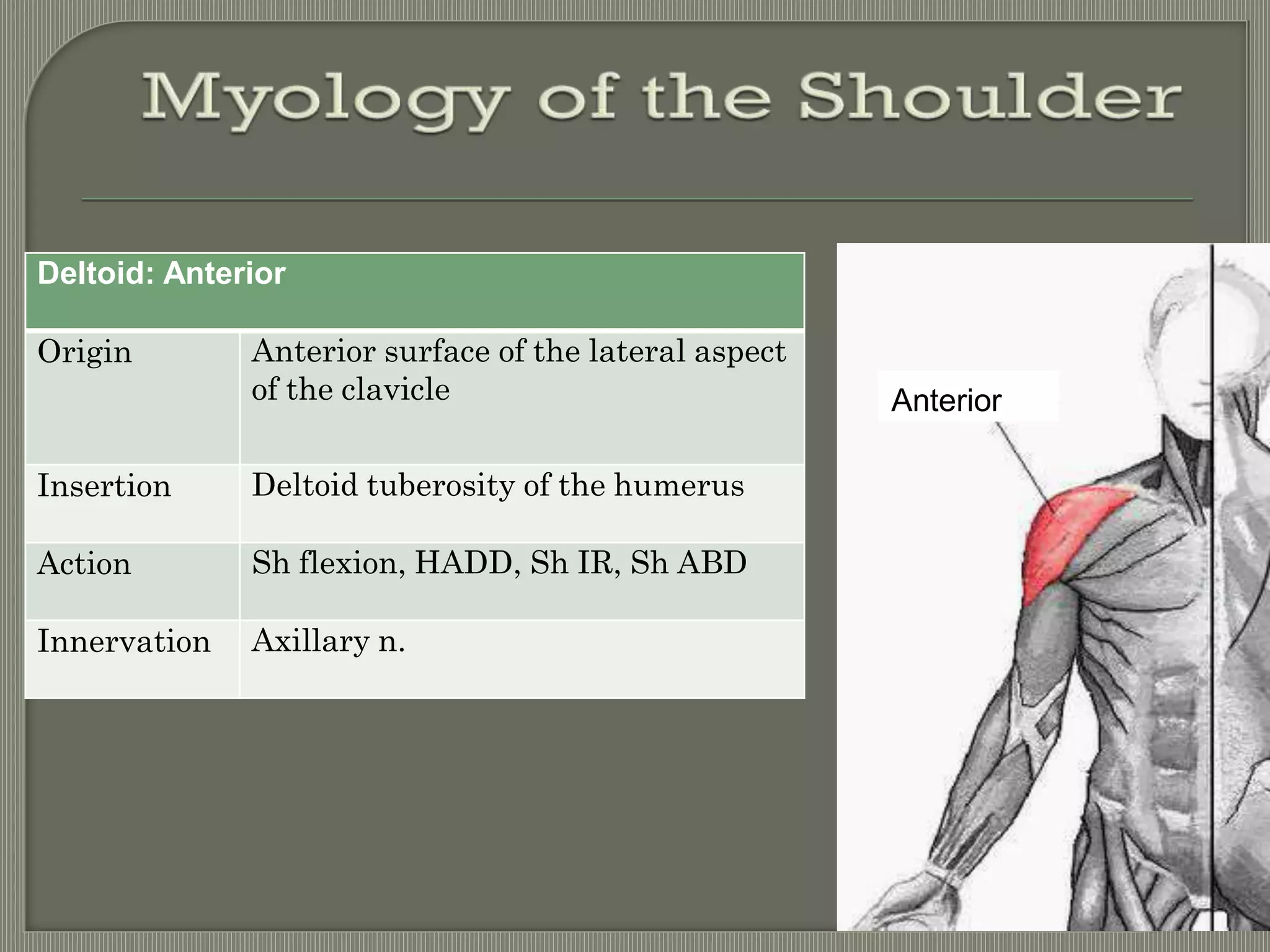 Biomechanics of Shoulder joint 04 | PPT