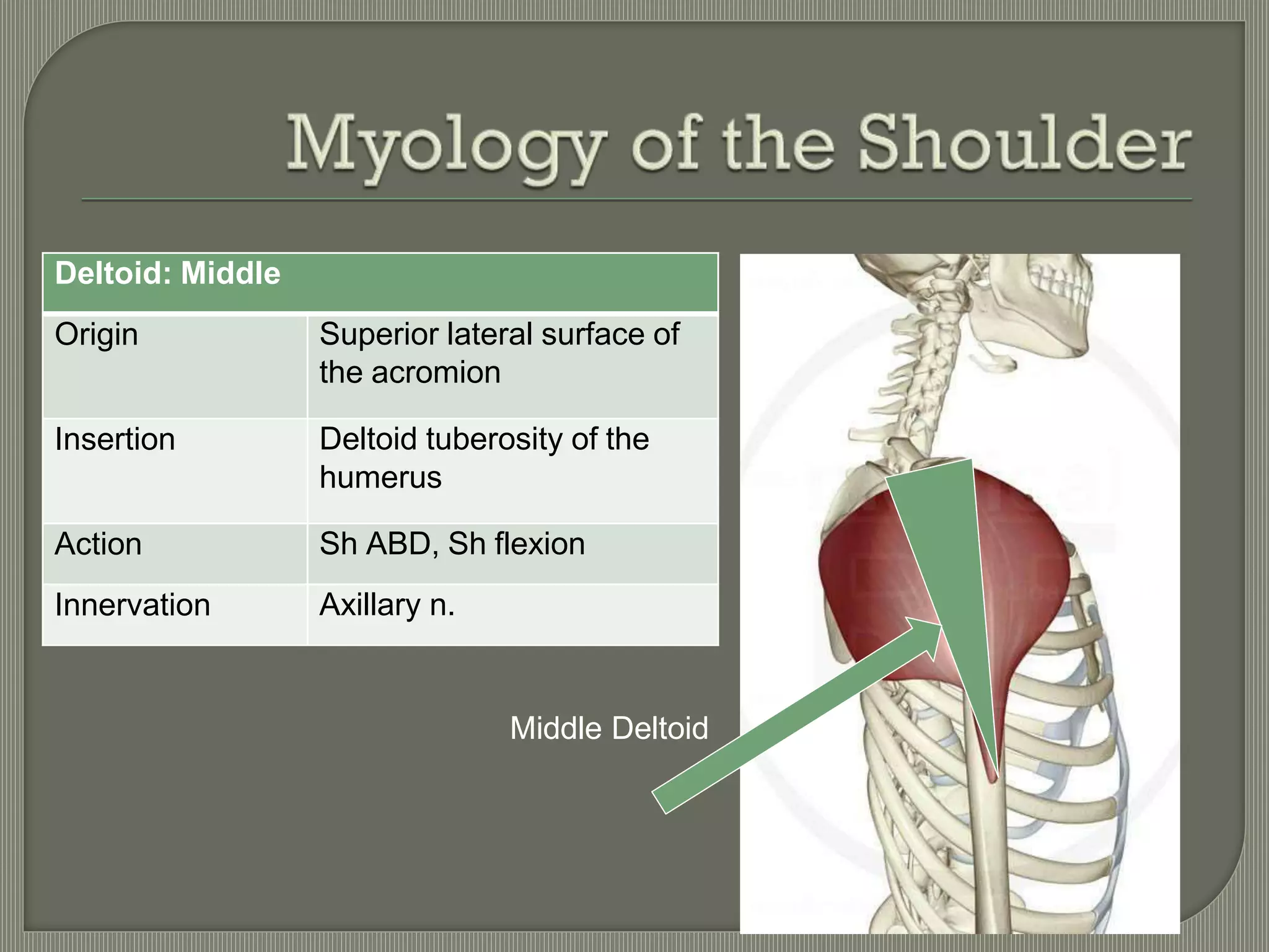 Biomechanics of Shoulder joint 04 | PPT