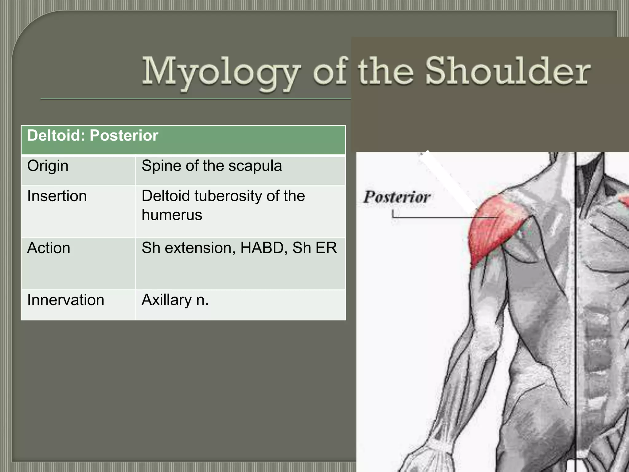 Biomechanics of Shoulder joint 04 | PPT
