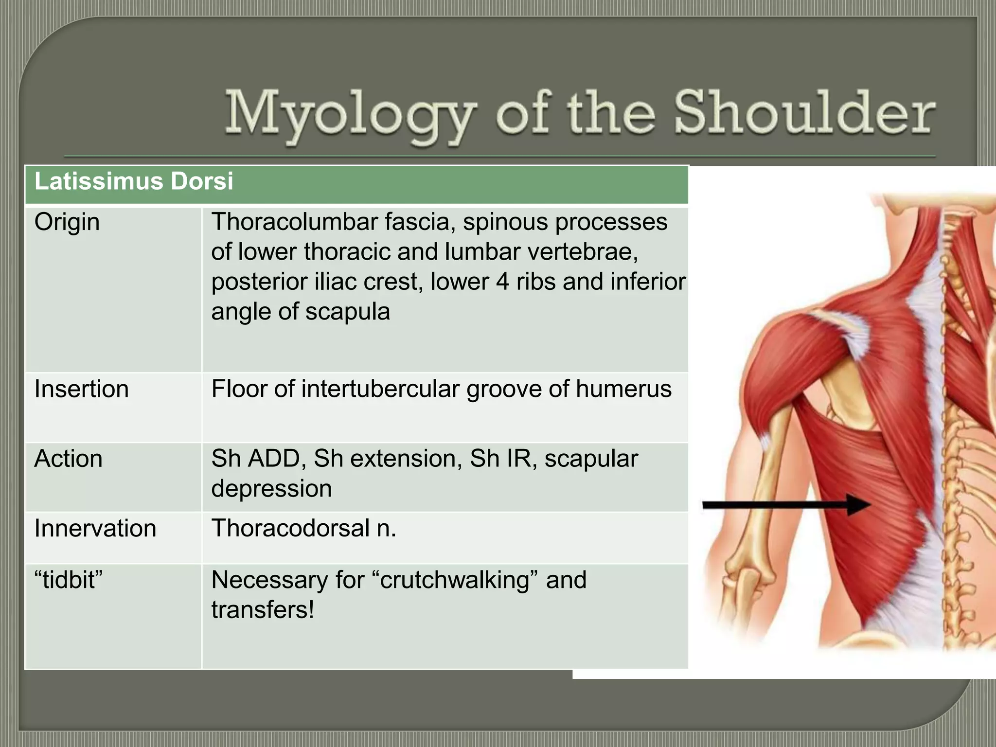 Biomechanics of Shoulder joint 04 | PPT