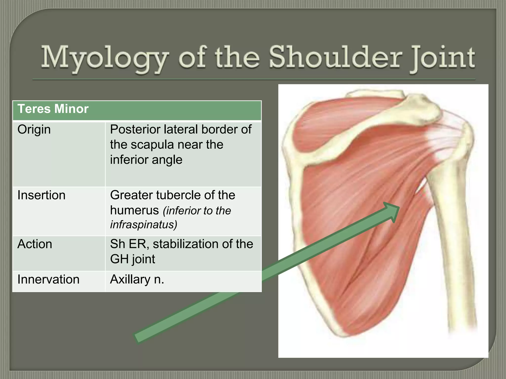 Biomechanics of Shoulder joint 04 | PPT