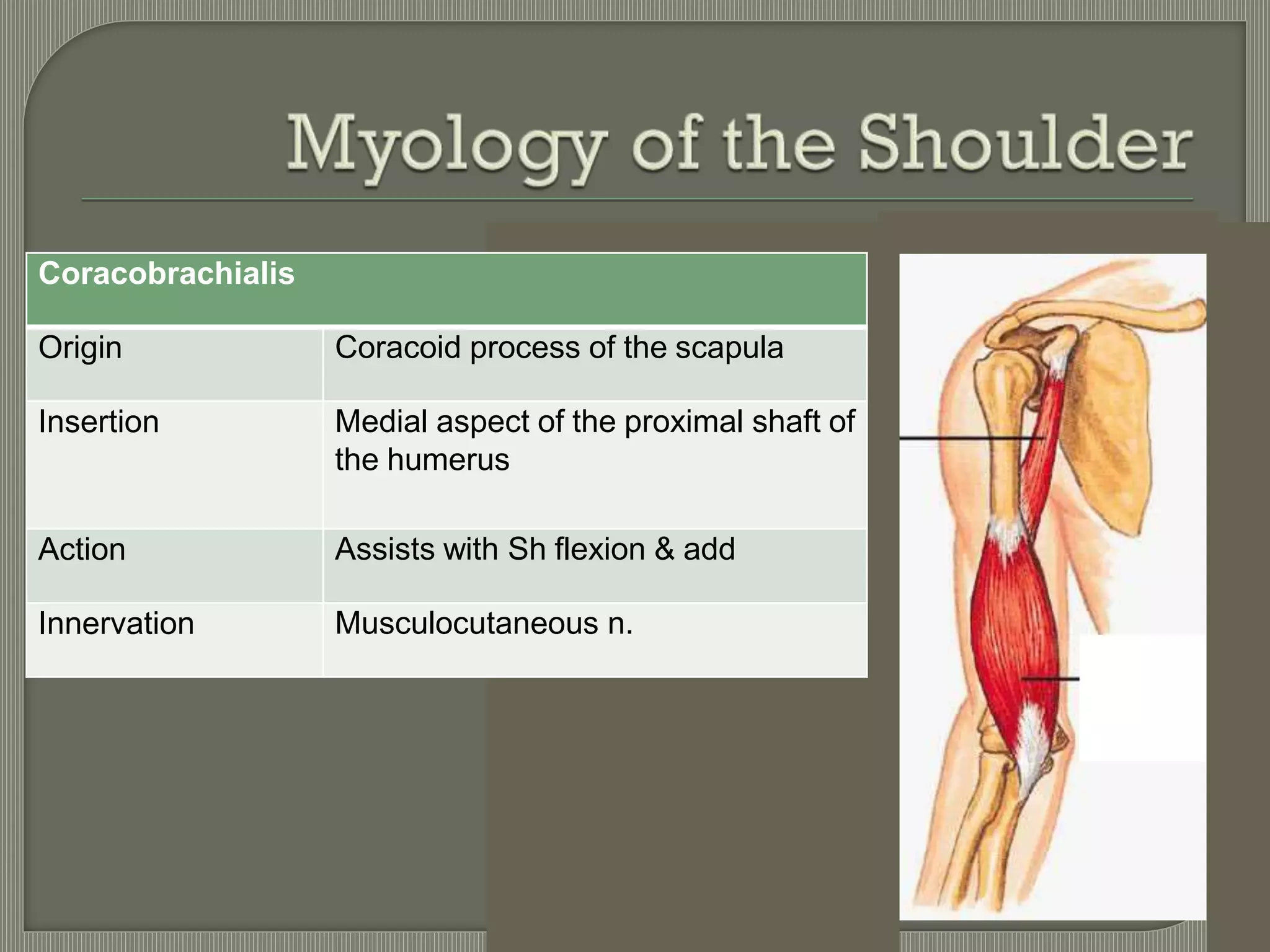 Biomechanics of Shoulder joint 04 | PPT