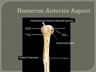 Biomechanics of Shoulder joint 04 | PPT