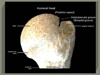 Biomechanics of Shoulder joint 04 | PPT