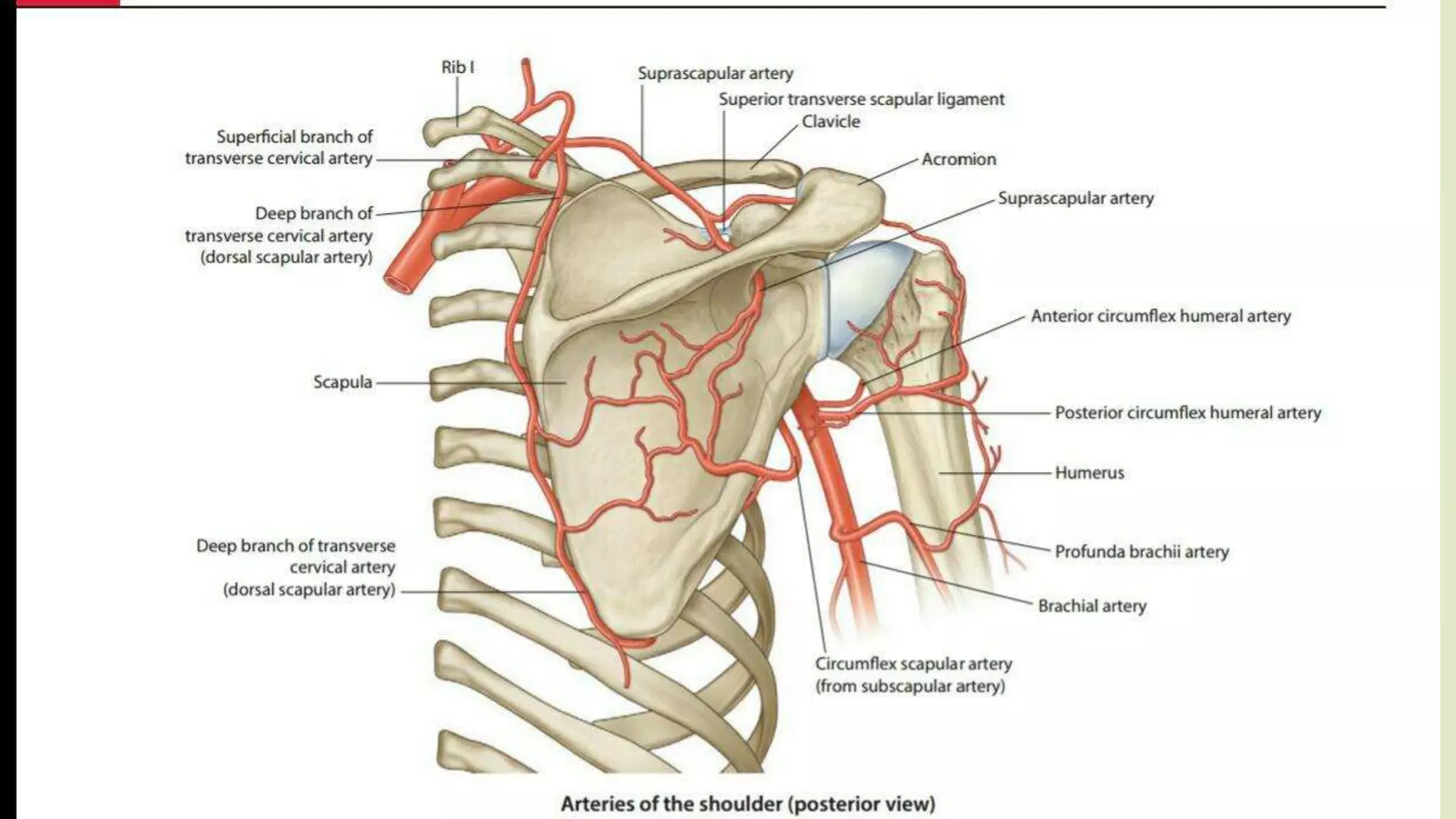 Anastomosis around shoulder joint, anatomy | PPTX