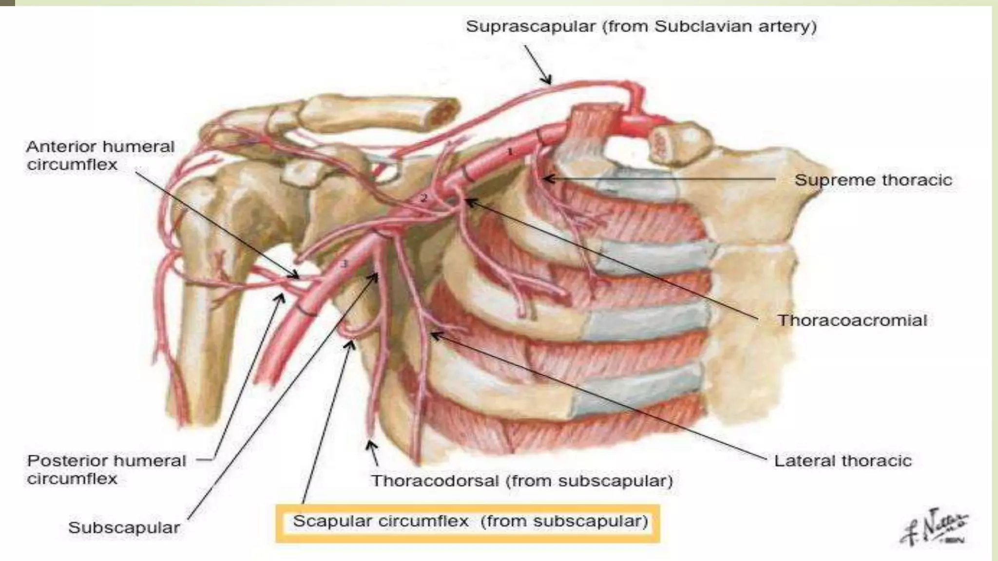 Anastomosis around shoulder joint, anatomy | PPTX