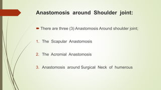 Anastomosis around shoulder joint, anatomy | PPTX