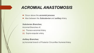 Anastomosis around shoulder joint, anatomy | PPTX