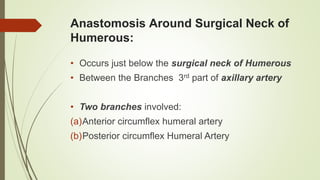 Anastomosis around shoulder joint, anatomy | PPTX