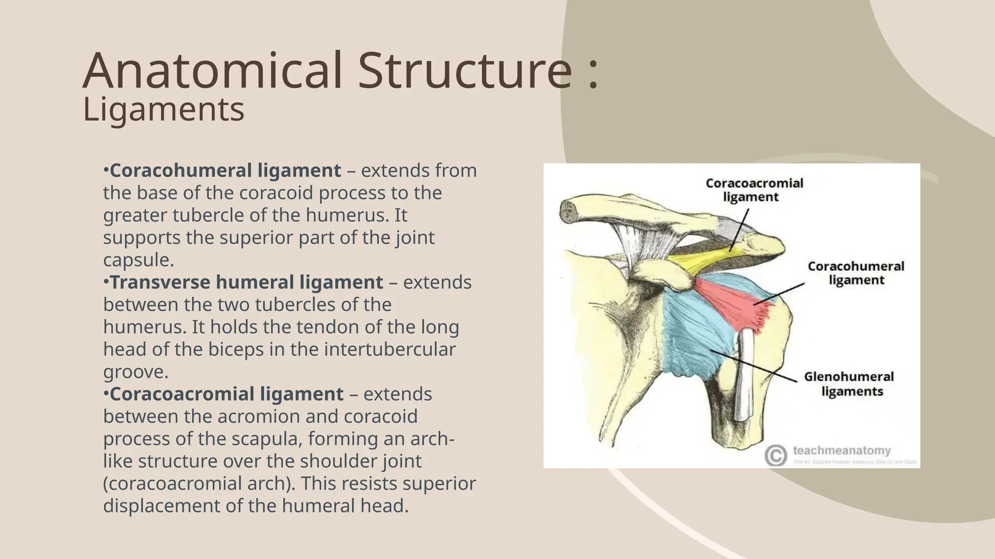 Shoulder Joint Anatomical structures and clinical implications | PPT