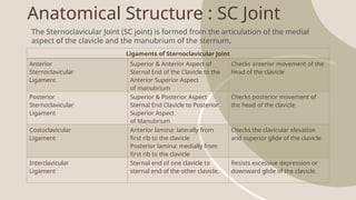 Shoulder Joint Anatomical structures and clinical implications | PPT