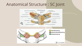 Shoulder Joint Anatomical structures and clinical implications | PPT