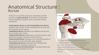 Shoulder Joint Anatomical structures and clinical implications | PPT