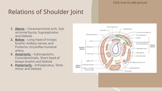 Shoulder Joint Anatomical structures and clinical implications | PPTX