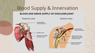 Shoulder Joint Anatomical structures and clinical implications | PPT