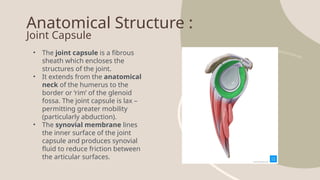 Shoulder Joint Anatomical structures and clinical implications | PPT