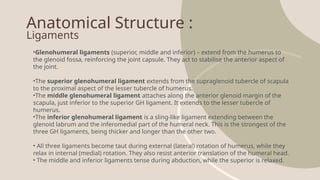 Shoulder Joint Anatomical structures and clinical implications | PPT