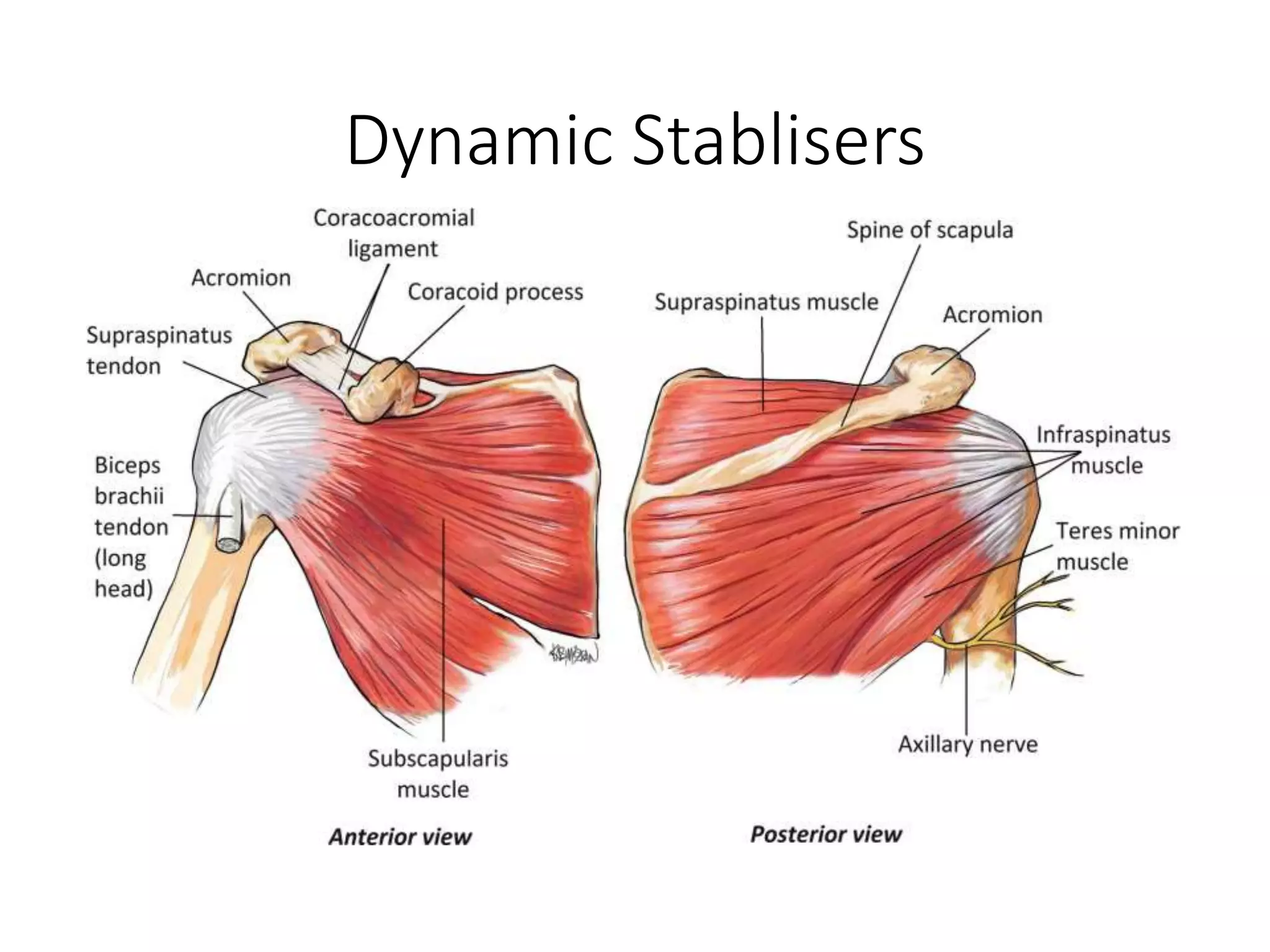 SHOULDER JOINT ASSESSMENT AND ADHESIVE CAPSULITIS PPT BY KISHWER JAHAN ...