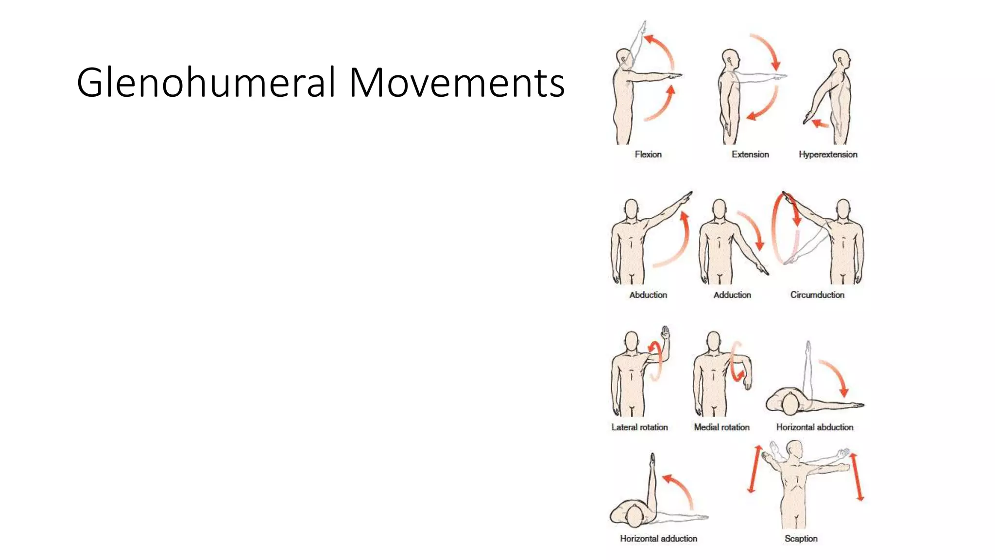 Shoulder joint biomechanics | PPTX