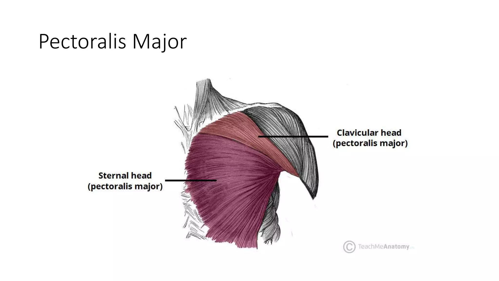 Shoulder joint biomechanics | PPTX