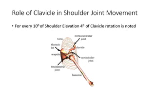 Shoulder joint biomechanics | PPT
