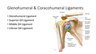 Shoulder joint biomechanics | PPT