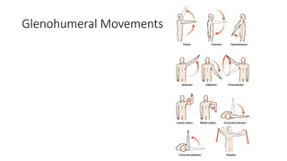 Shoulder joint biomechanics | PPT