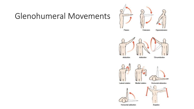 Shoulder joint biomechanics | PPT