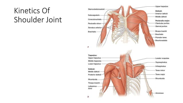 Shoulder joint biomechanics | PPT