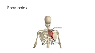 Shoulder joint biomechanics | PPT