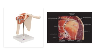 SHOULDER JOINT COMPLEX.pptx.............. | PPT