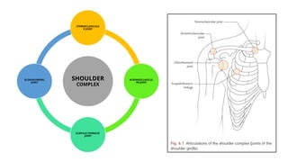 SHOULDER JOINT COMPLEX.pptx.............. | PPT