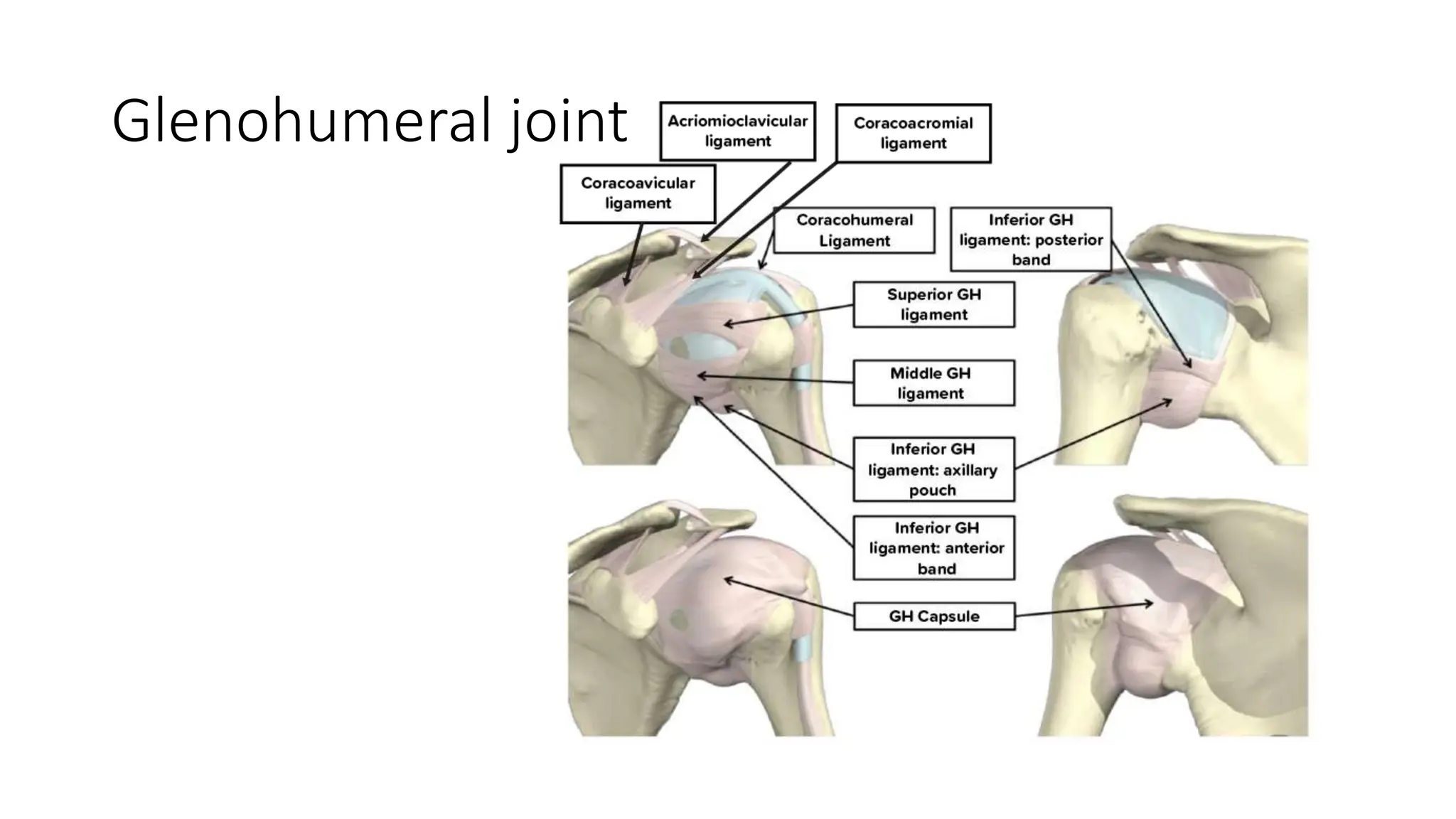 Shoulder joint examination.pptx by ortho | PPTX