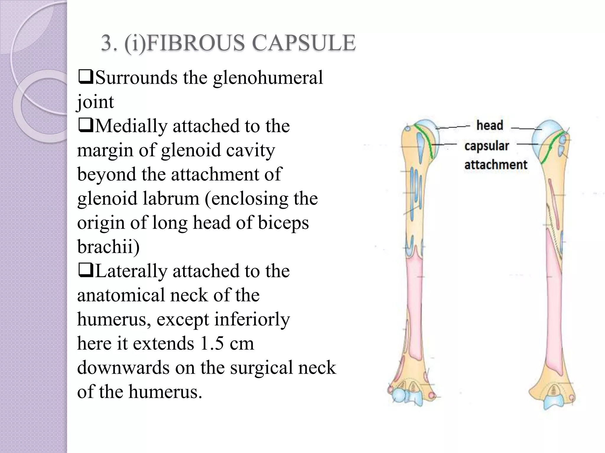 SHOULDER JOINT (I).pptx