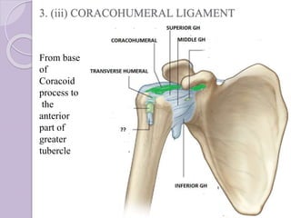 SHOULDER JOINT (I).pptx