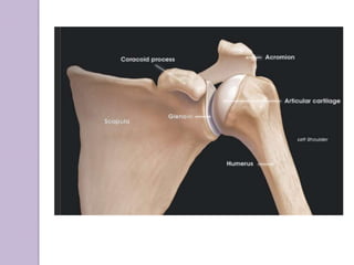 SHOULDER JOINT (I).pptx