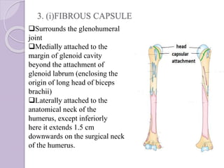 SHOULDER JOINT (I).pptx