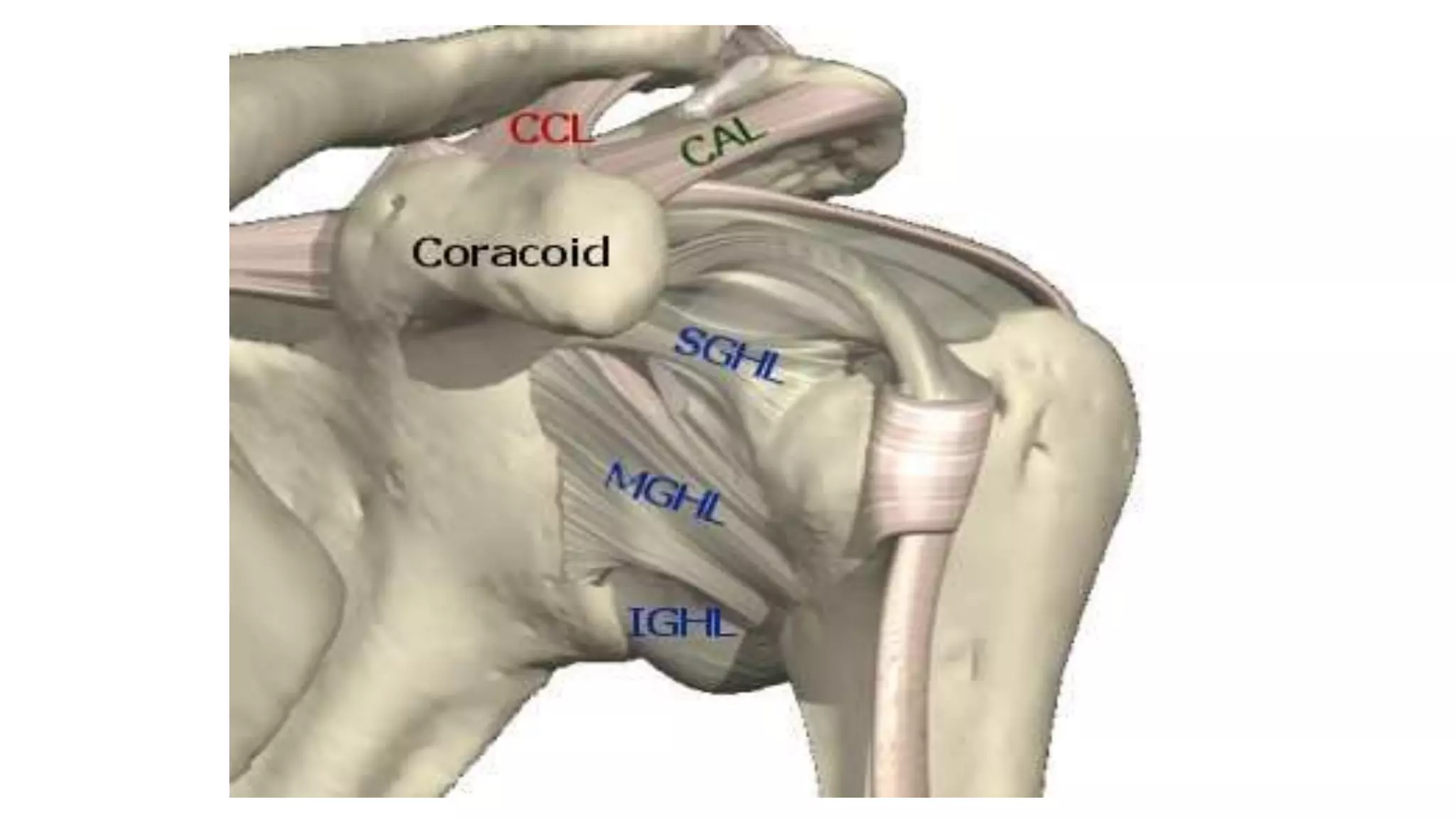 Shoulder joint instability | PPT