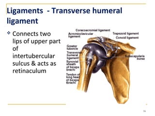 Shoulder joint, mbbs 3 9-2015, dr vvs | PPT
