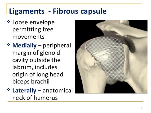 Shoulder joint, mbbs 3 9-2015, dr vvs