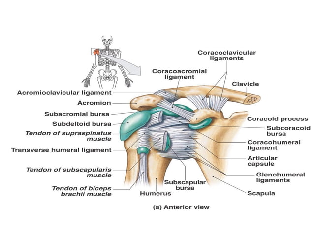 shoulder joints anatomy and clinical significance | PPT
