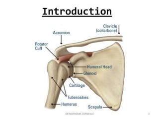 shoulder joints anatomy and clinical significance | PPT