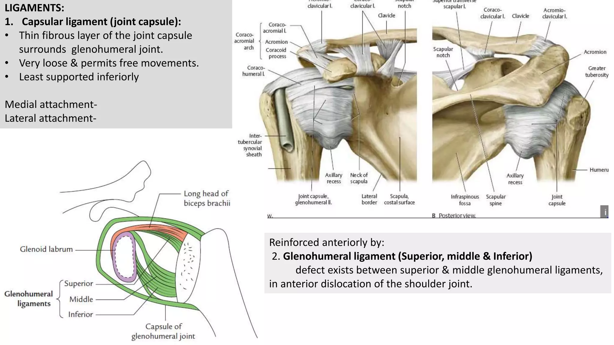 Shoulder joints ppt | PPTX