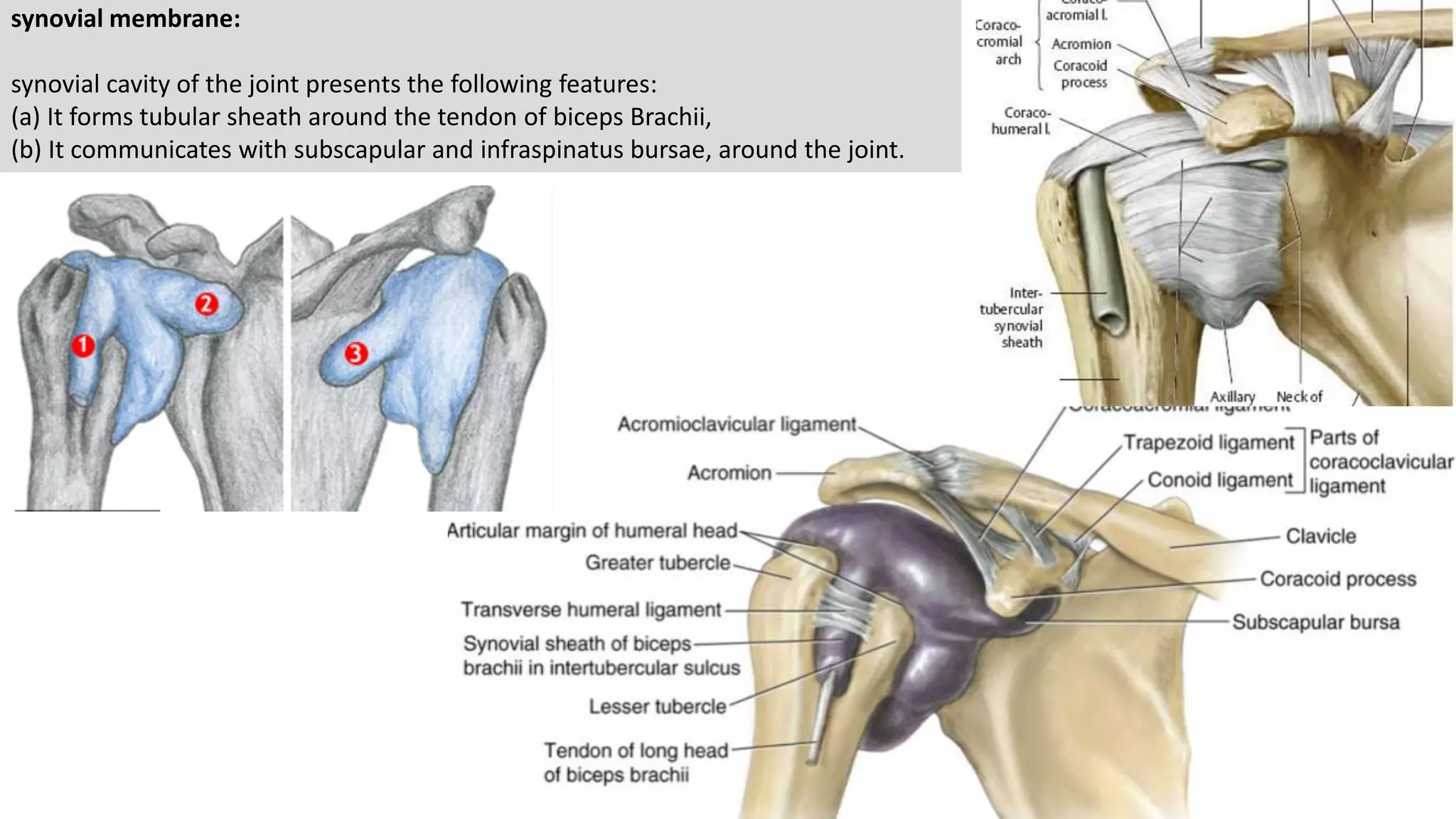 Shoulder joints ppt | PPTX