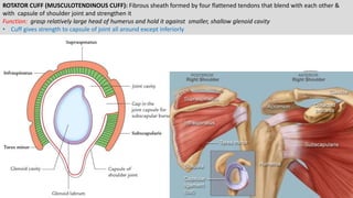 Shoulder joints ppt | PPTX