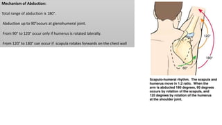 Shoulder joints ppt | PPTX